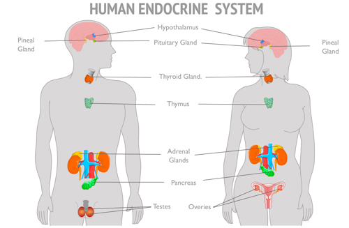 Endocrine System Explained In Males And Females Bioisland